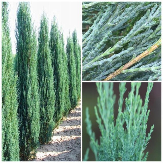 Jałowiec skalny Blue Arrow Juniperus w Doniczce